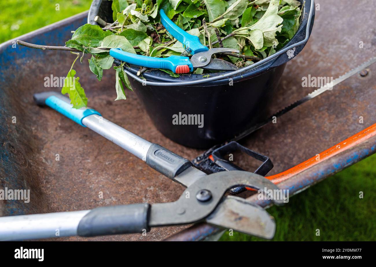 Pruning trees in a garden Stock Photo - Alamy