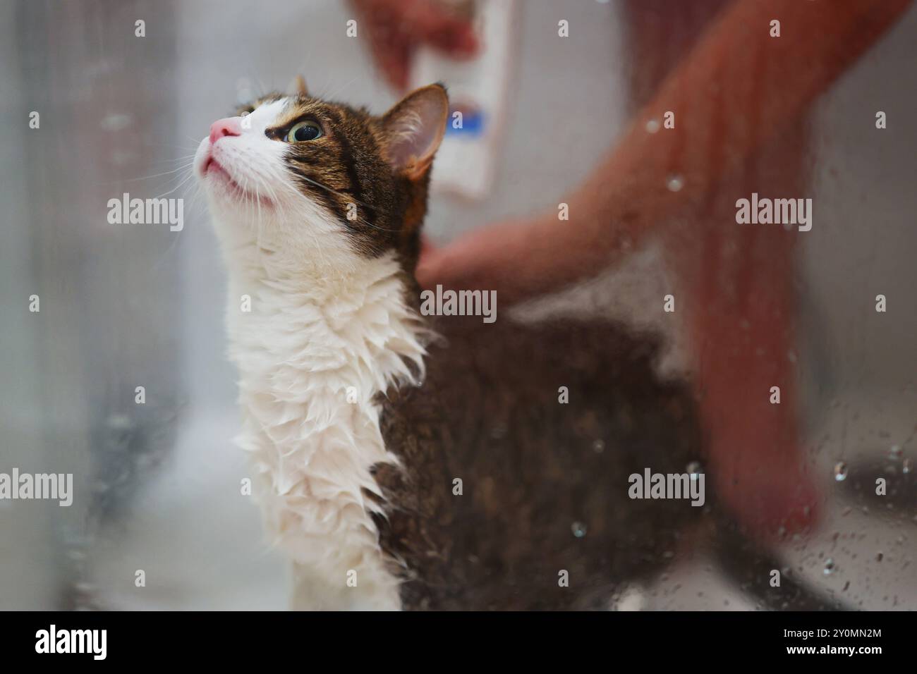 domestic cat being washed in the shower Stock Photo - Alamy