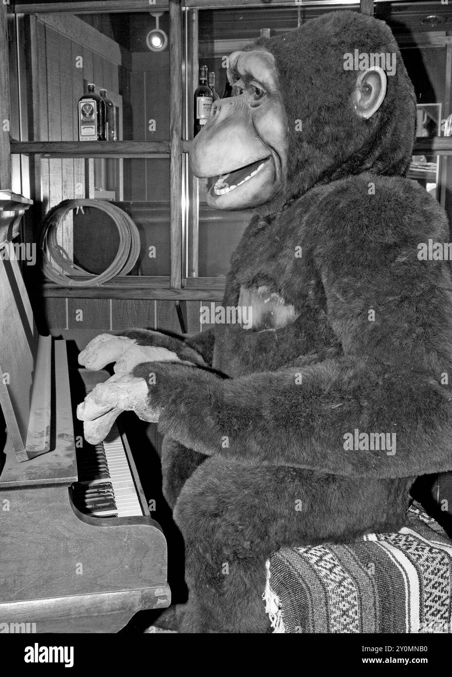 Piano playing monkey hi-res stock photography and images - Alamy