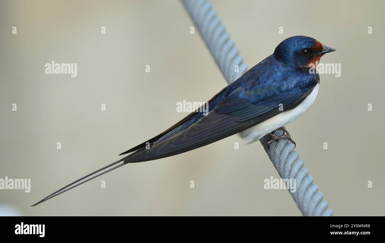 Barn swallow posing Stock Photo - Alamy