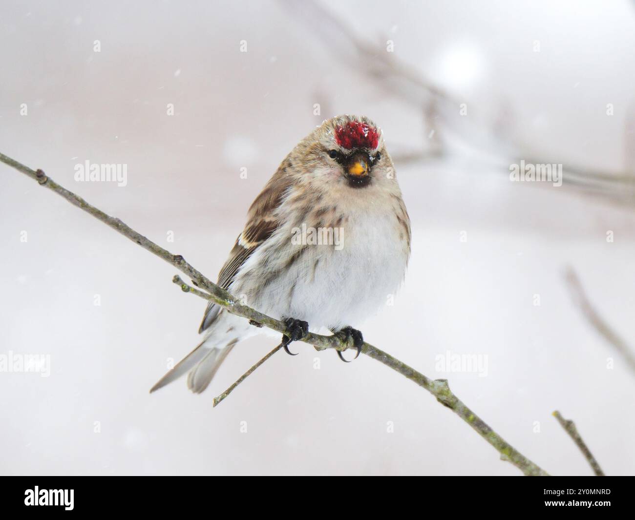 Redpoll in white Stock Photo - Alamy