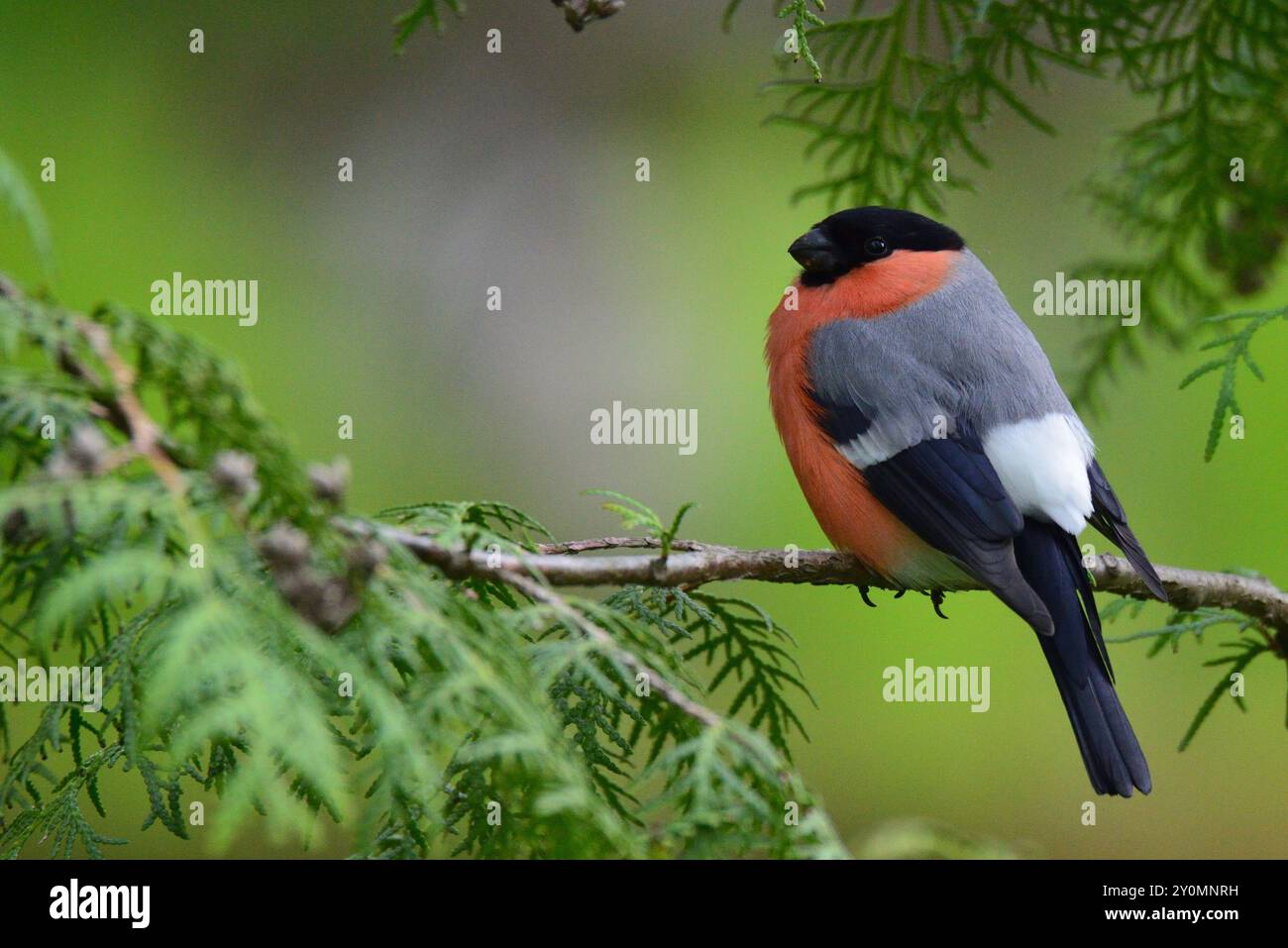 Resting bullfinch hi-res stock photography and images - Alamy