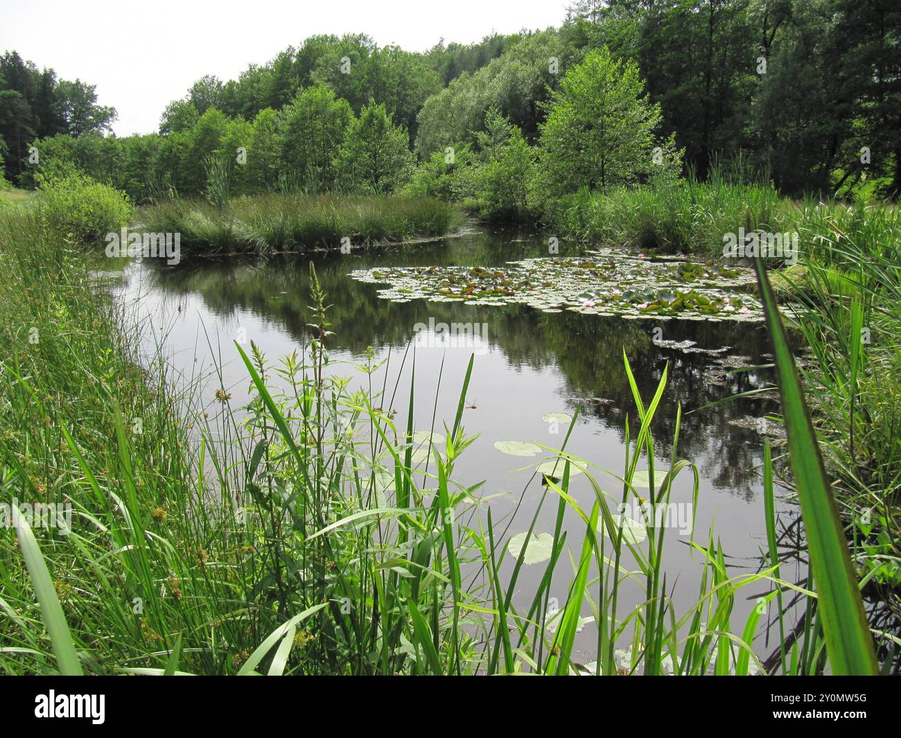 garden ponds are saving water a garden pond saves water Stock Photo - Alamy