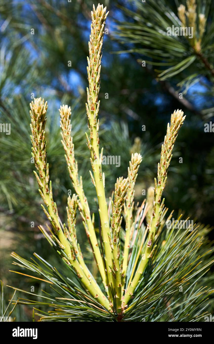 Flowering blooms of Pinus cembra known as Swiss stone pine Arolla ...