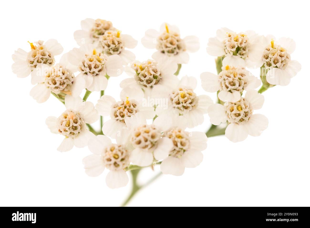 White yarrow flowers isolated on white background Stock Photo - Alamy