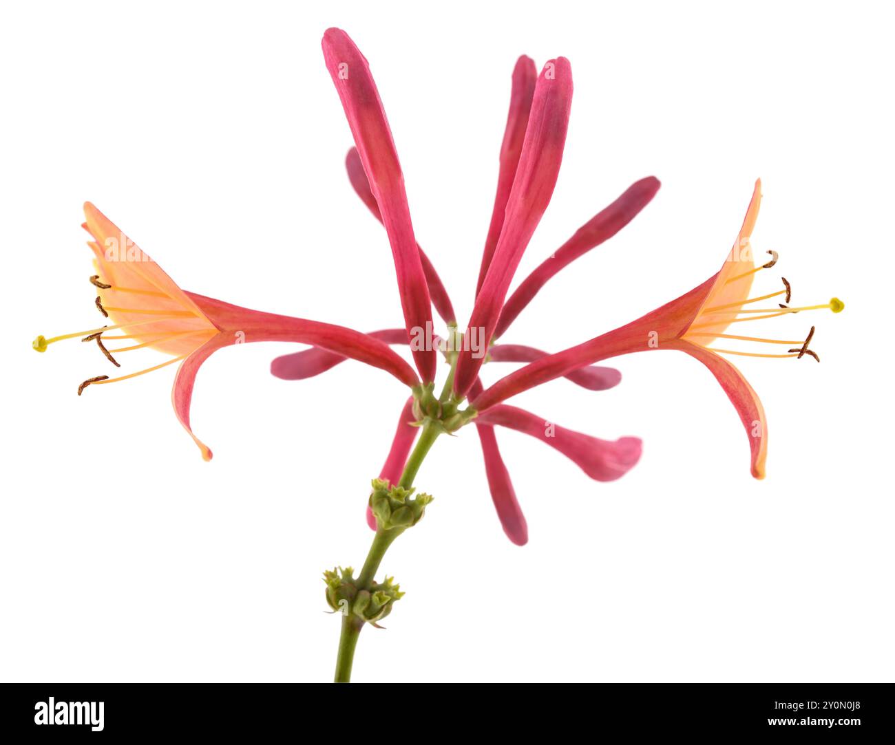 Woodbine honeysuckles hi-res stock photography and images - Alamy