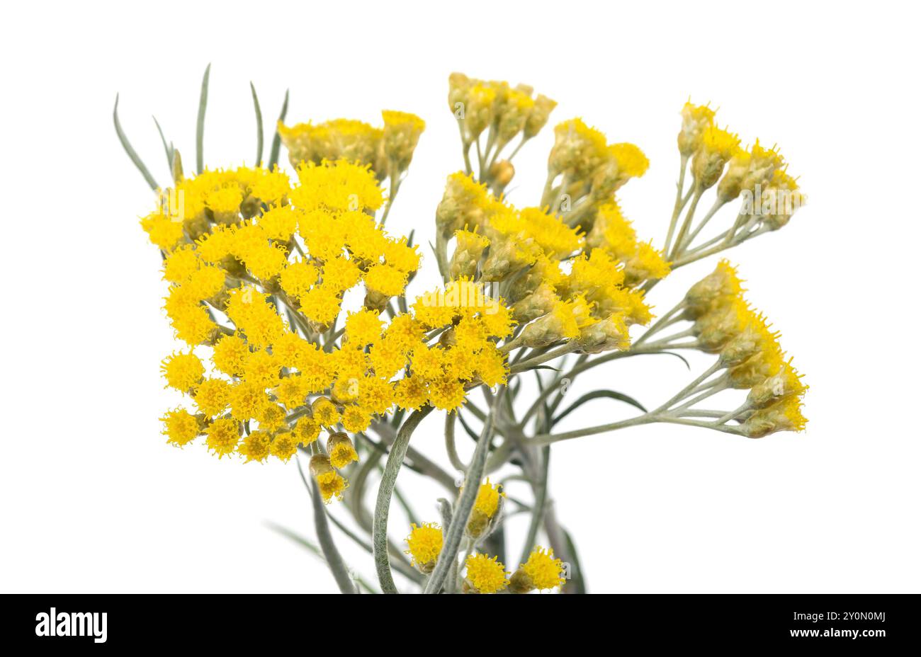 Helichrysum flowers isolated on white background Stock Photo - Alamy