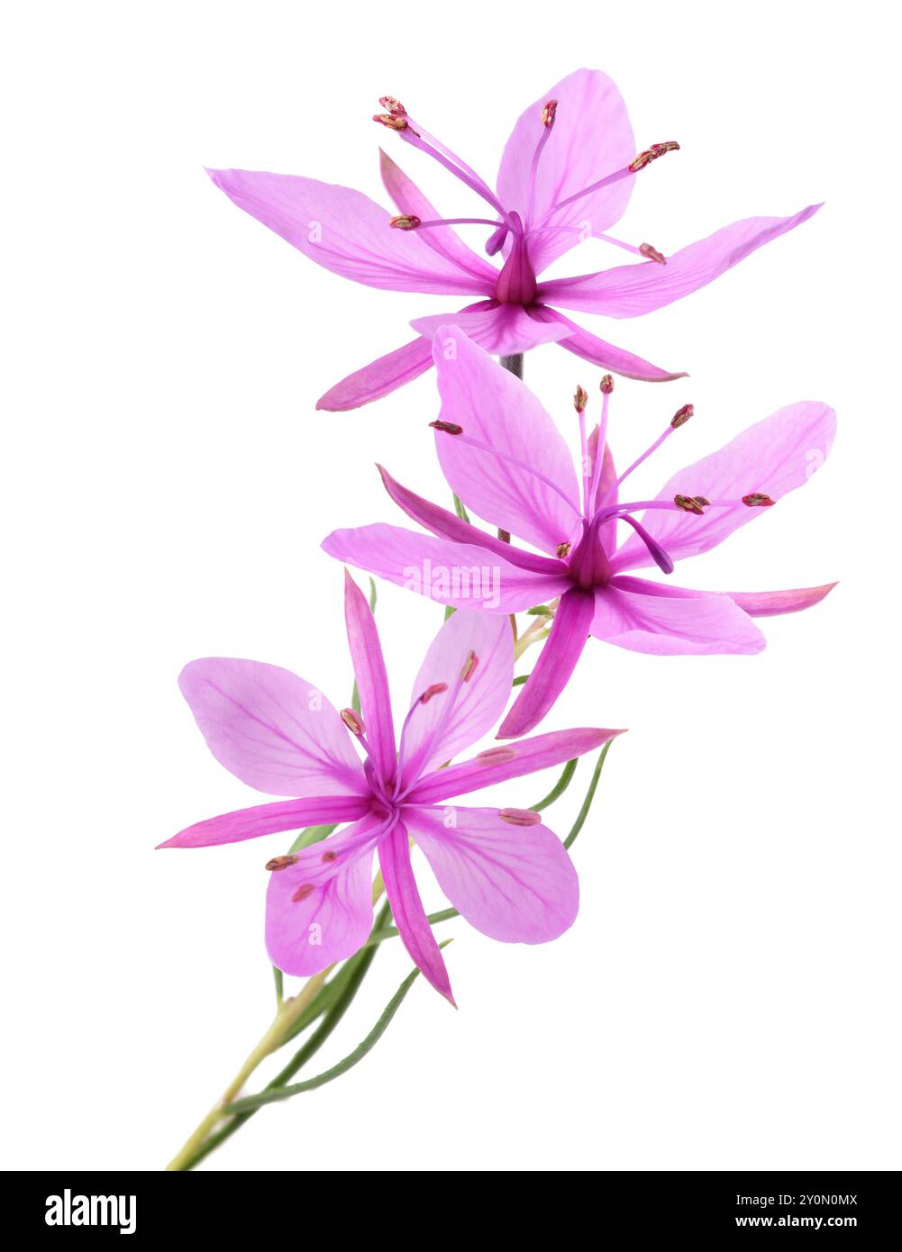 Wildflowers dwarf alpine hi-res stock photography and images - Alamy
