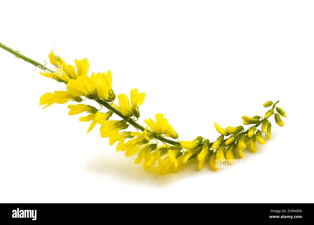 Trifolium officinale hi-res stock photography and images - Alamy