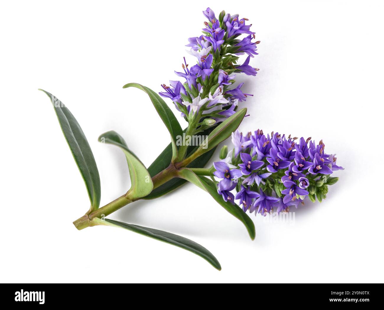 Veronica salicifolia flower isolated on white background Stock Photo ...