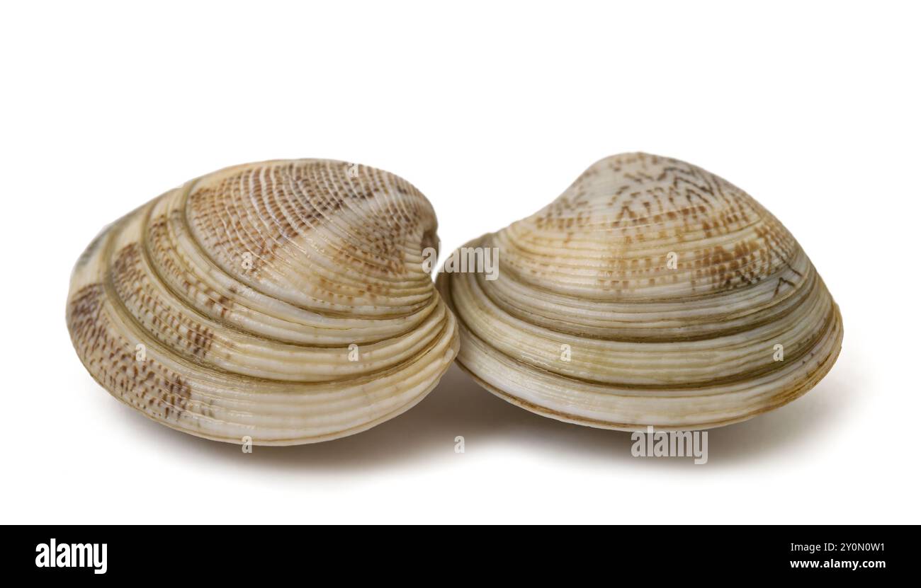 Clams isolated on white background Stock Photo - Alamy