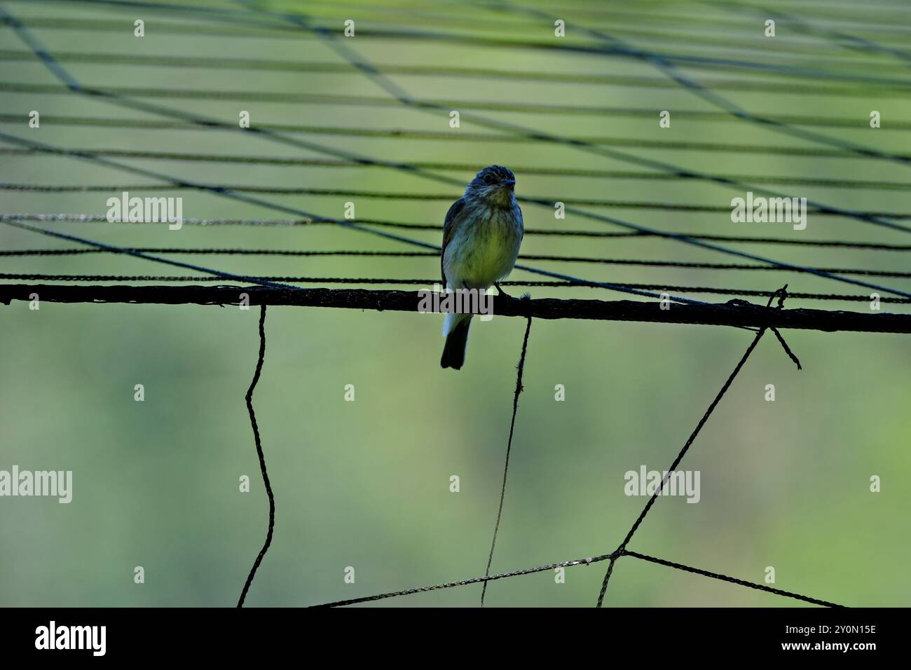 Bird sitting on wire fence hi-res stock photography and images - Alamy