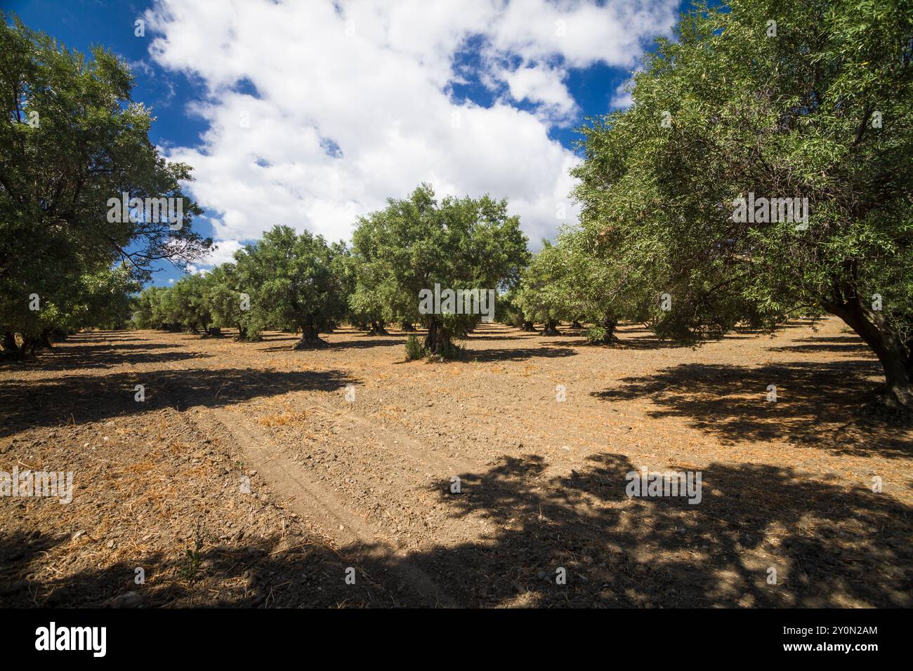 Olive grove calabria italy hi-res stock photography and images - Alamy
