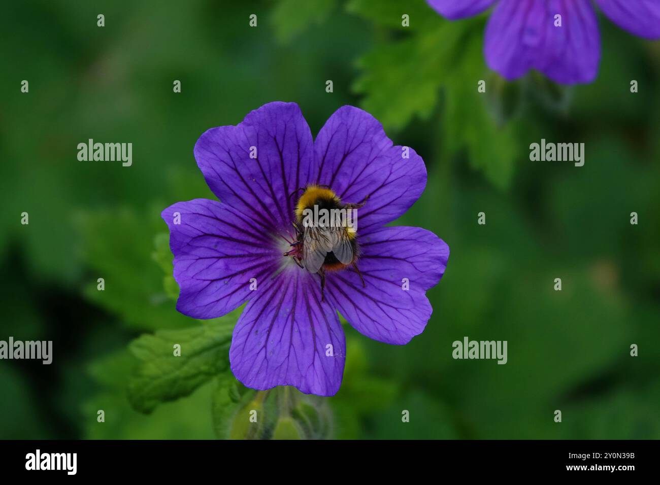 Bee pollinating beautiful vibrant hi-res stock photography and images ...