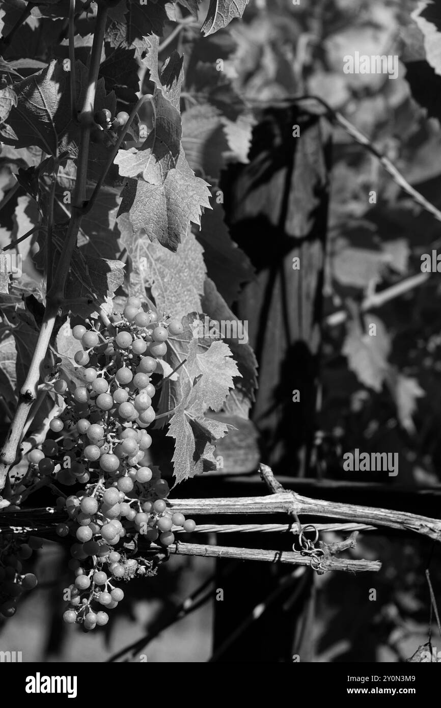 Bunches of grapes Black and White Stock Photos & Images - Alamy