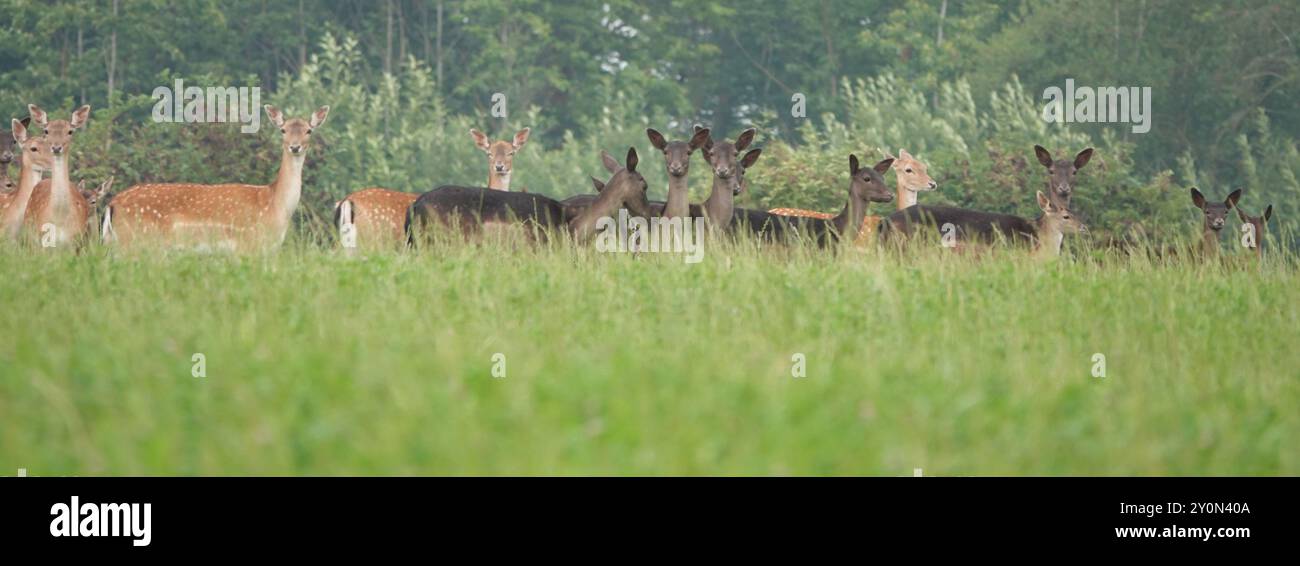 Spotted deer standing alert hi-res stock photography and images - Alamy