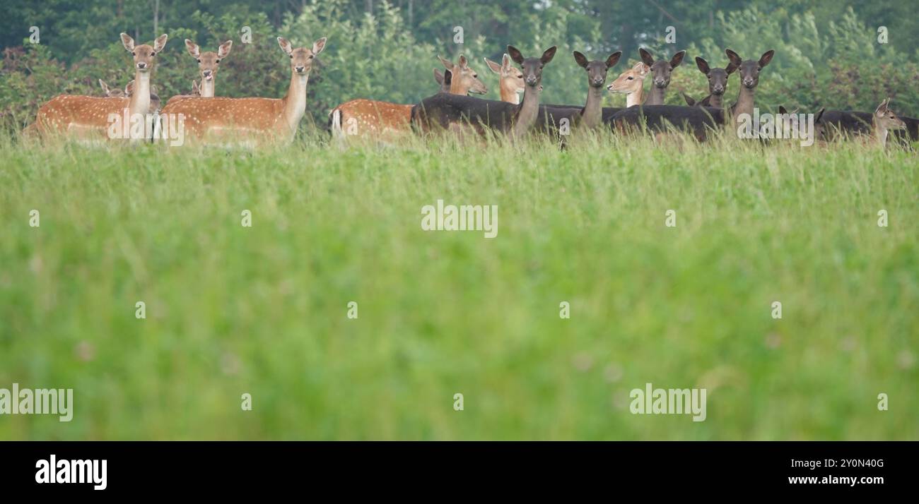 Multiple grass species hi-res stock photography and images - Alamy