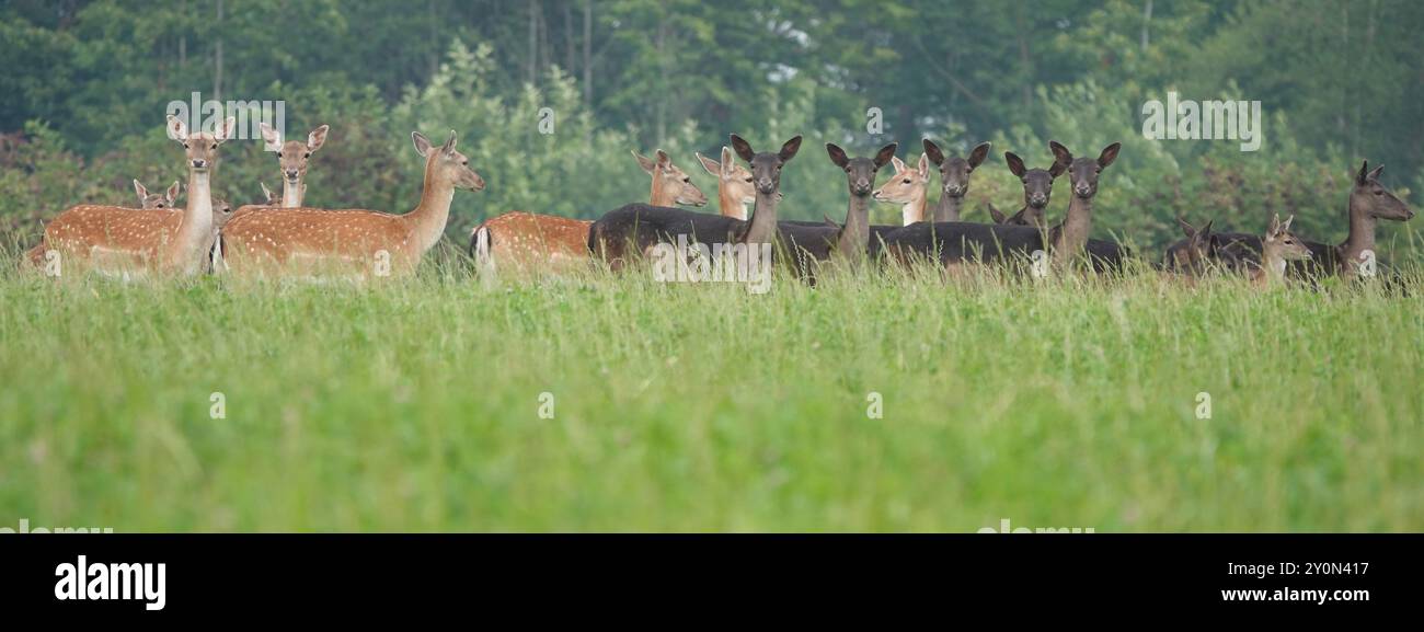 Spotted deer standing alert hi-res stock photography and images - Alamy