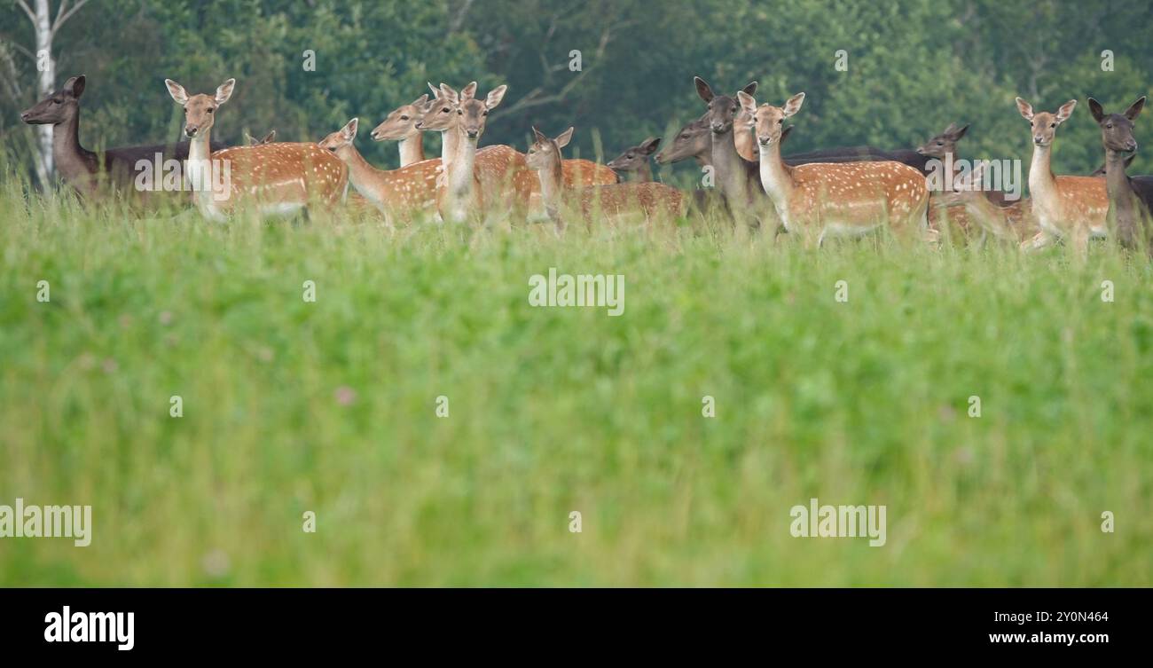 Large herd fallow deer hi-res stock photography and images - Alamy