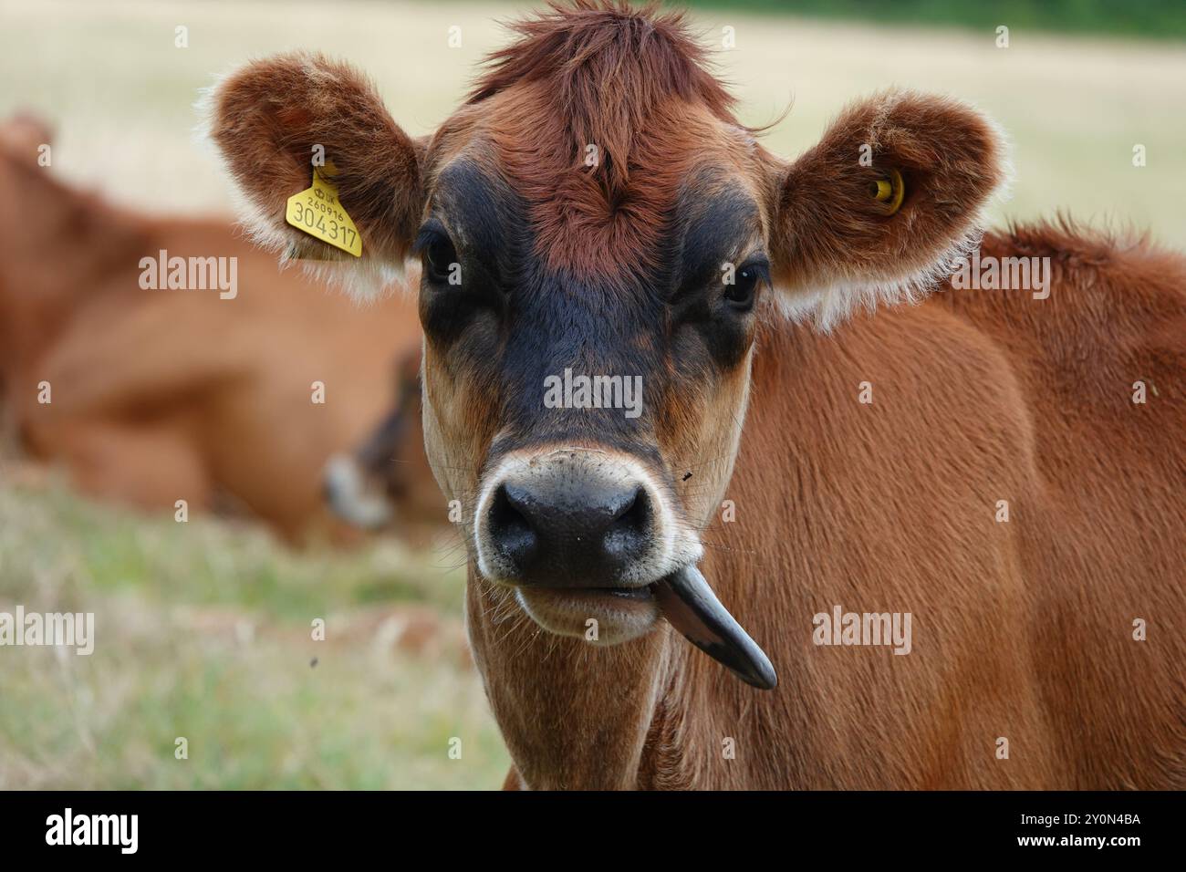 Jersey Cow Sticks Out Tongue Stock Photo - Alamy