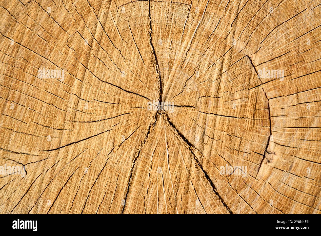 Texture of rough surface felled oak tree with annual rings. Concept of ...