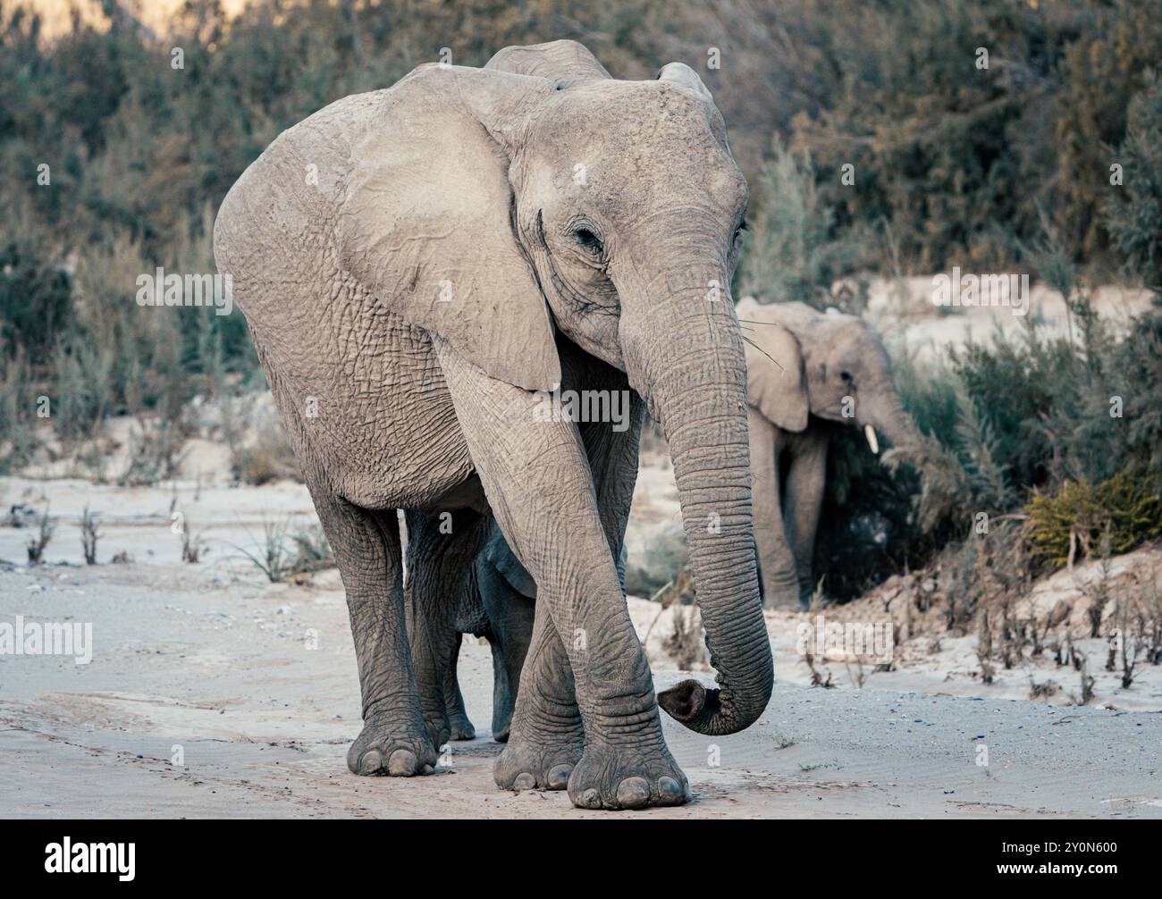 Desert-adapted elephant(s) (Loxodonta africana) in the Namib desert of ...