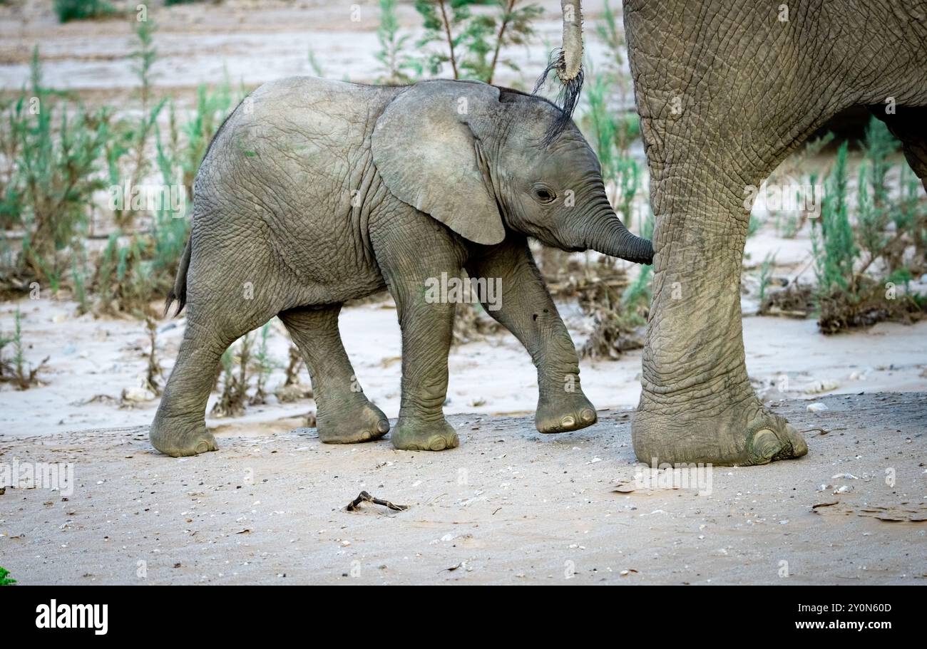 Desert-adapted elephant(s) (Loxodonta africana) in the Namib desert of ...