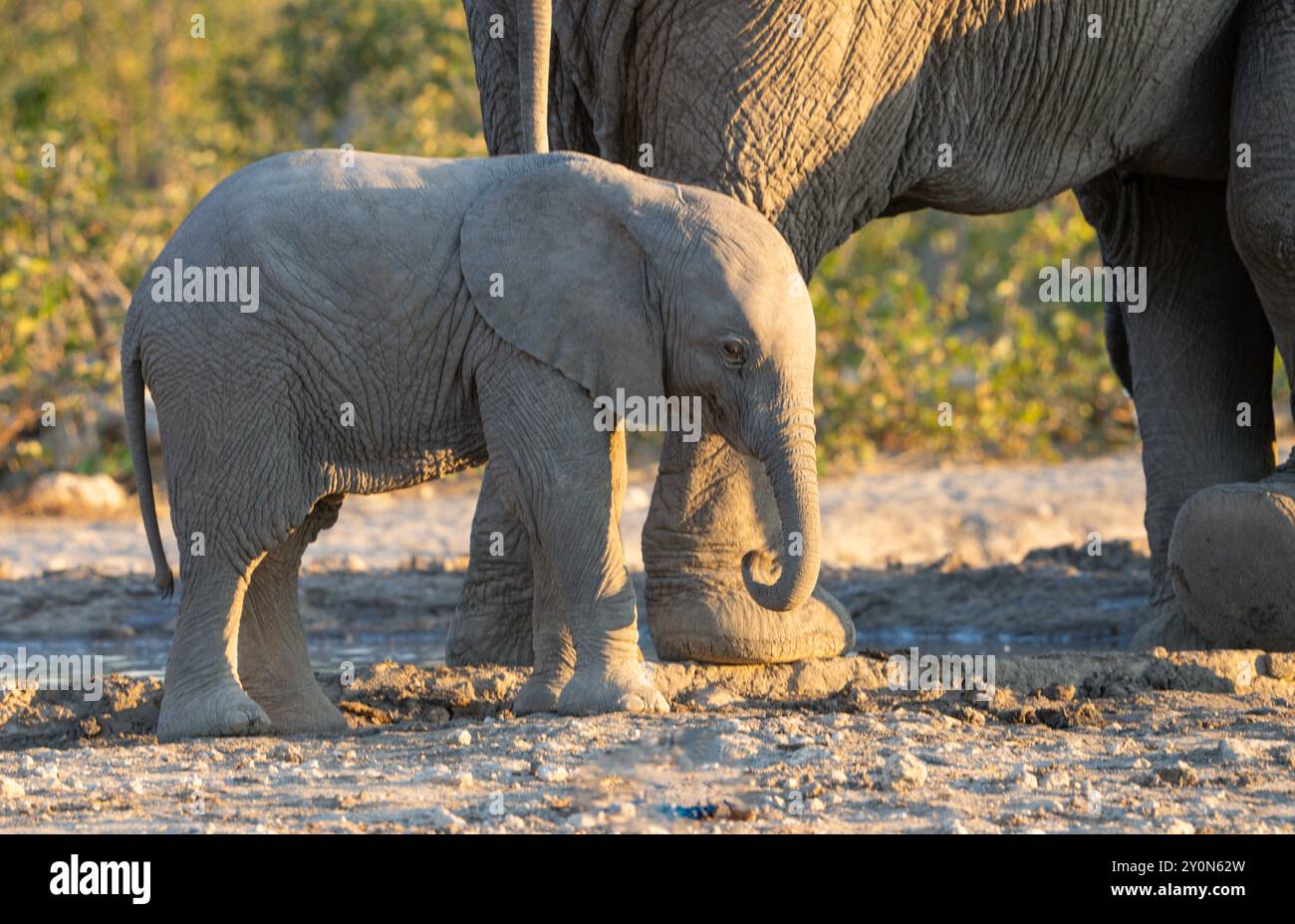 Desert-adapted elephant(s) (Loxodonta africana) in the Namib desert of ...