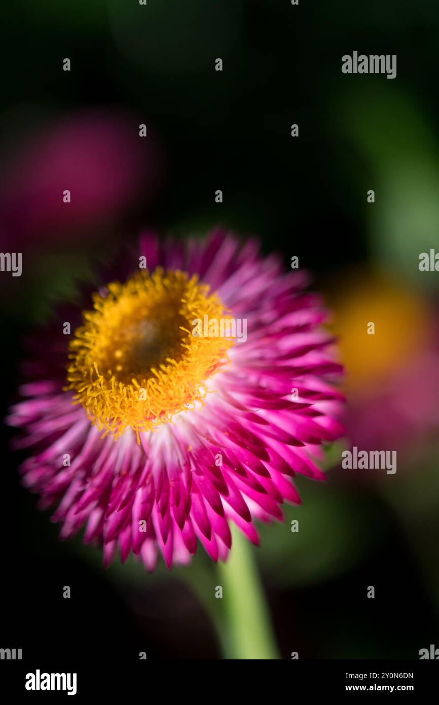 Soft edge bloom hi-res stock photography and images - Alamy