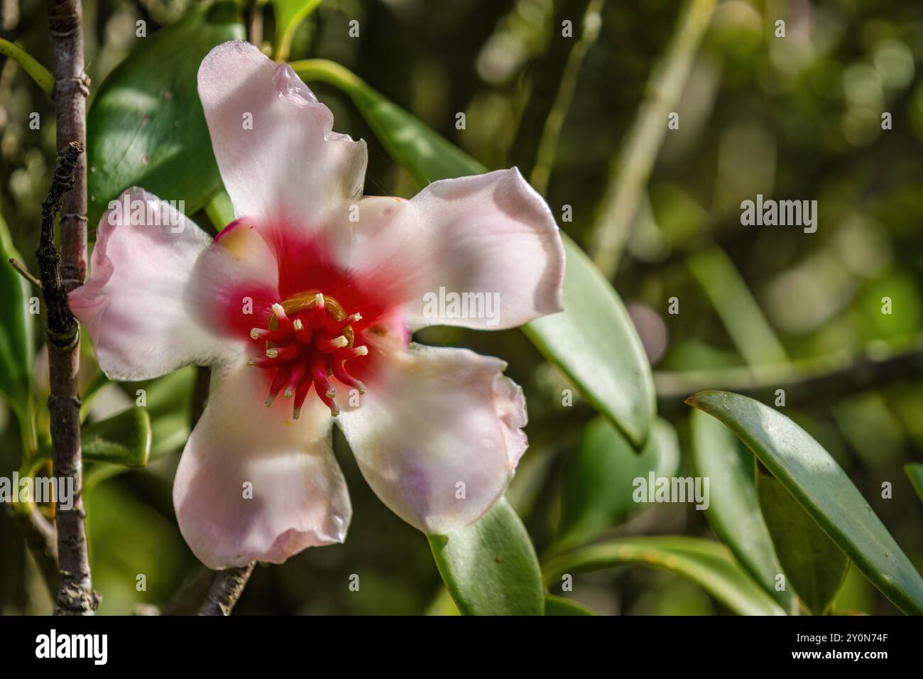 Macro photography of the exotic flower of the clusia orthoneura ...