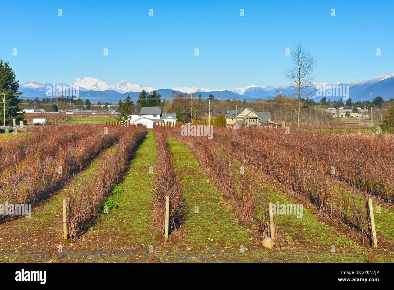 Alpine blueberry hi-res stock photography and images - Alamy