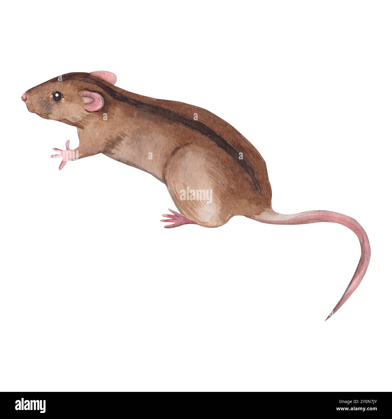 Handmade brown rat with a black stripe on its back, field mouse. All ...