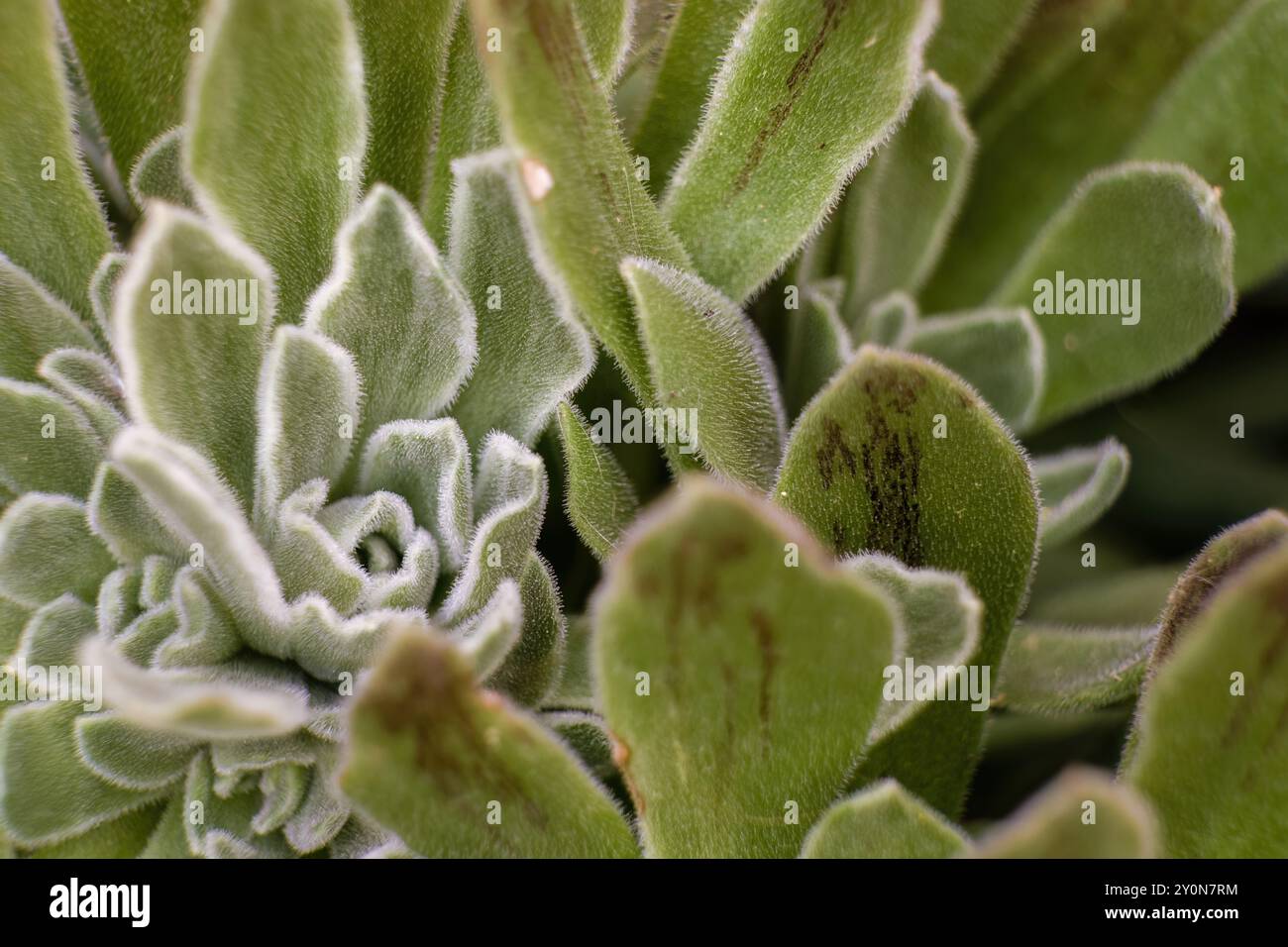 Echeveria setosa hi-res stock photography and images - Alamy