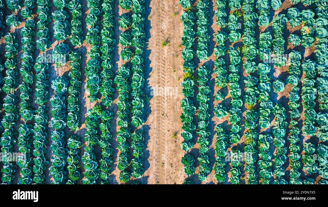 Aerial View of Lush Cabbage Field with Central Pathway Stock Photo - Alamy