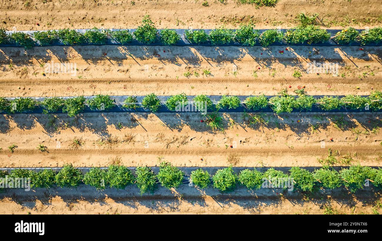 Aerial View of Tomato Farm Rows in Fort Wayne Indiana Stock Photo - Alamy