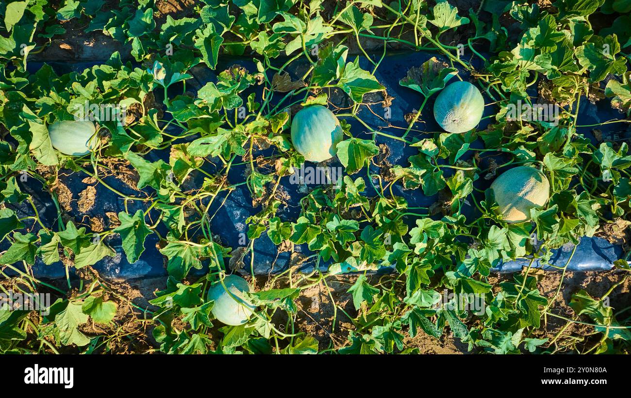 Aerial View of Melon Field with Ripe Fruits and Green Vines Stock Photo ...