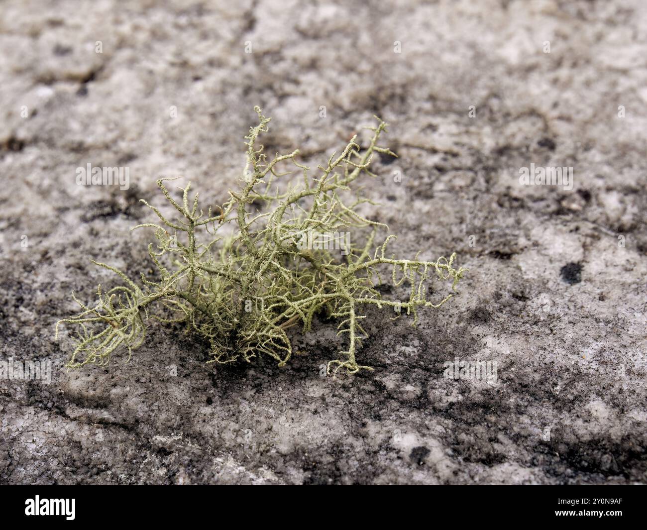 Macro photography of some fruticose lichen growing on a rock, in a ...