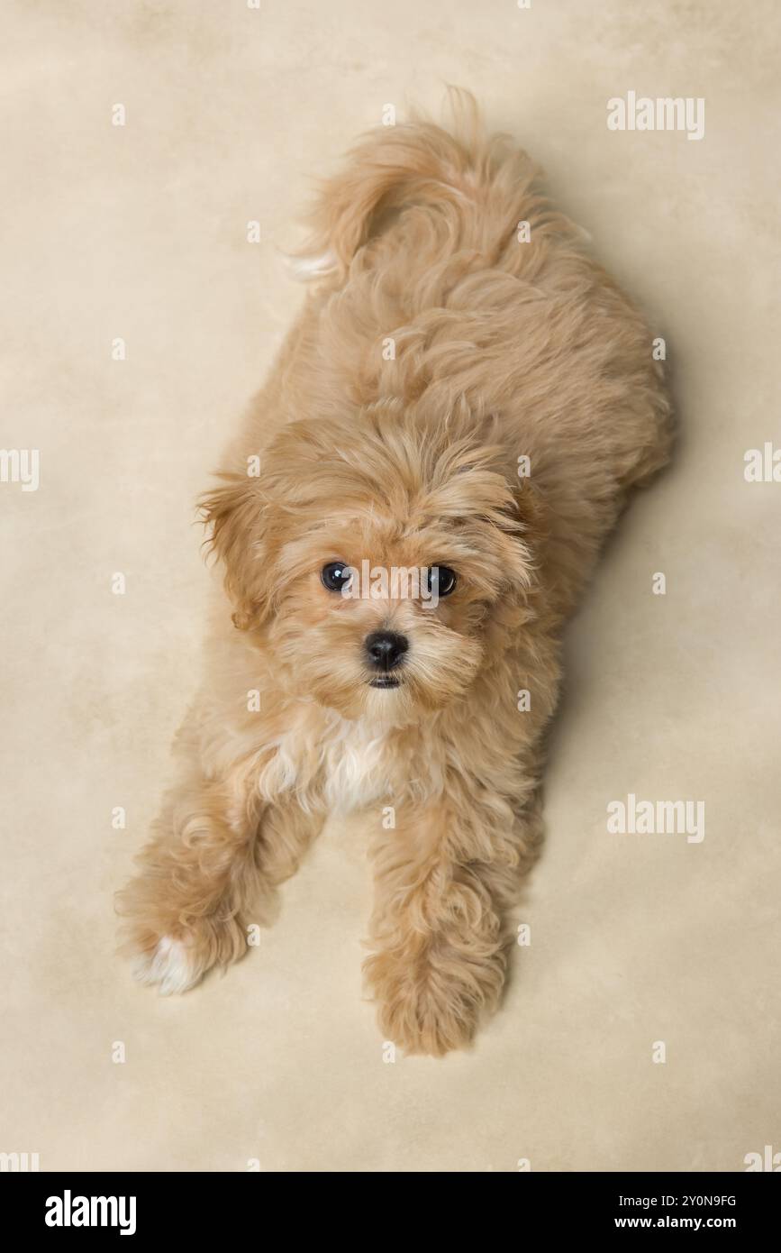 Adorable little 10 week old maltipoo puppy dog which is a mix breed of ...