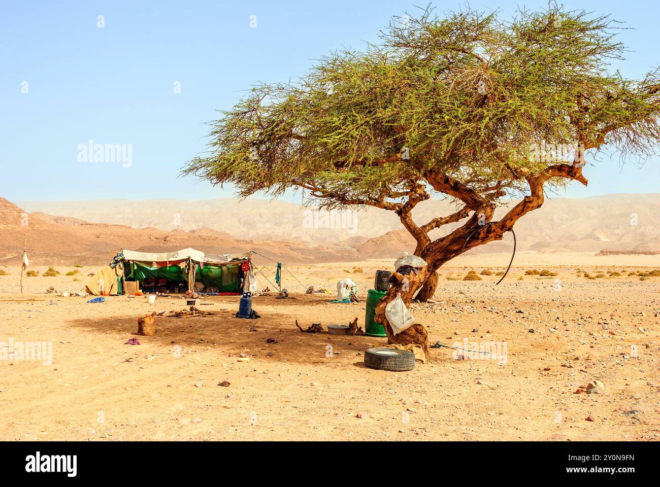 Acacia tree sinai desert egypt hi-res stock photography and images - Alamy