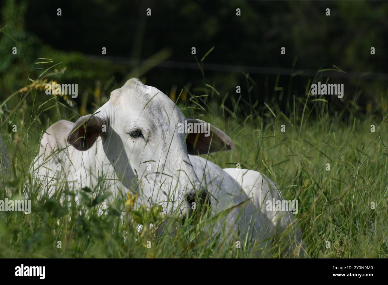 Cow with hump hi-res stock photography and images - Alamy