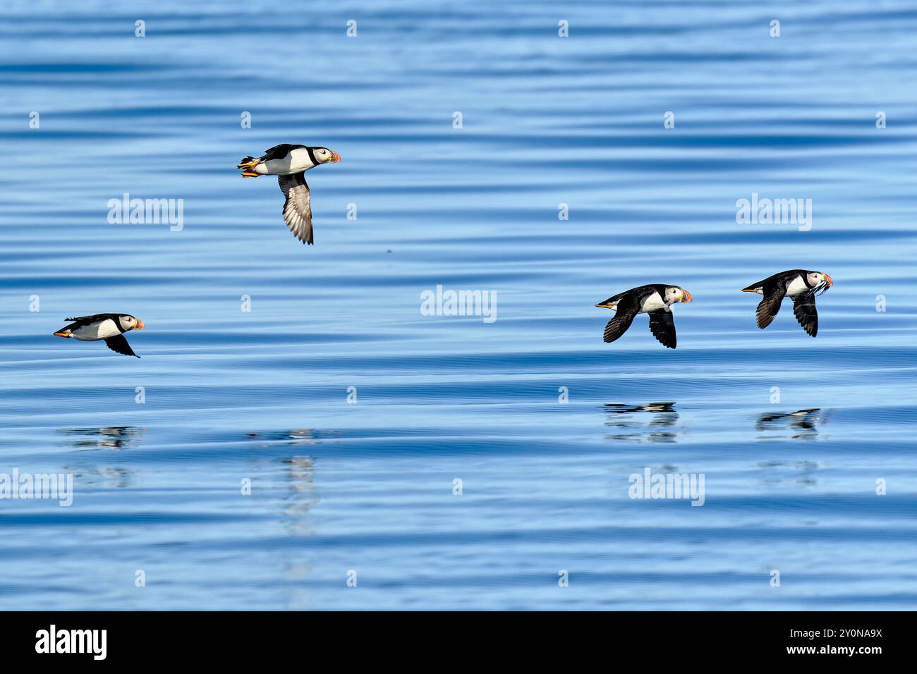 Puffins at Lundey Island Stock Photo - Alamy
