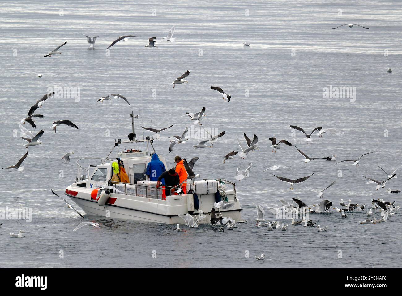 a mixed flock of gulls mob a fishing expedition boat for scraps Stock ...