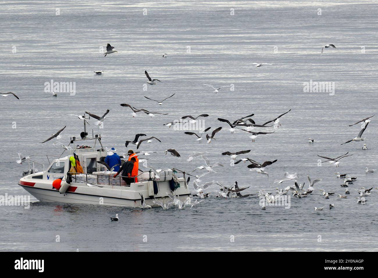 a mixed flock of gulls mob a fishing expedition boat for scraps Stock ...