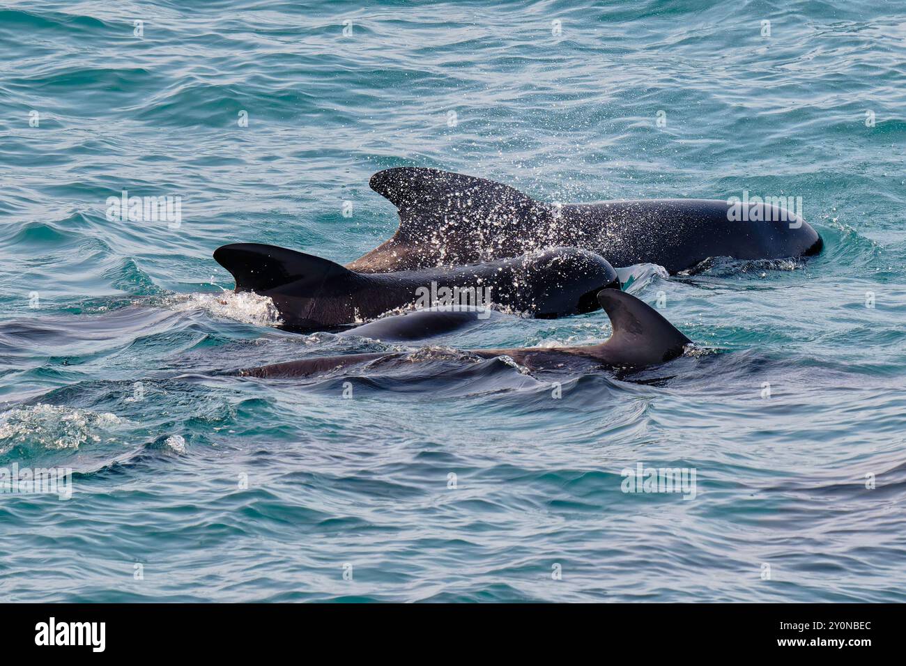 A large pod of Pilot Whales Stock Photo - Alamy