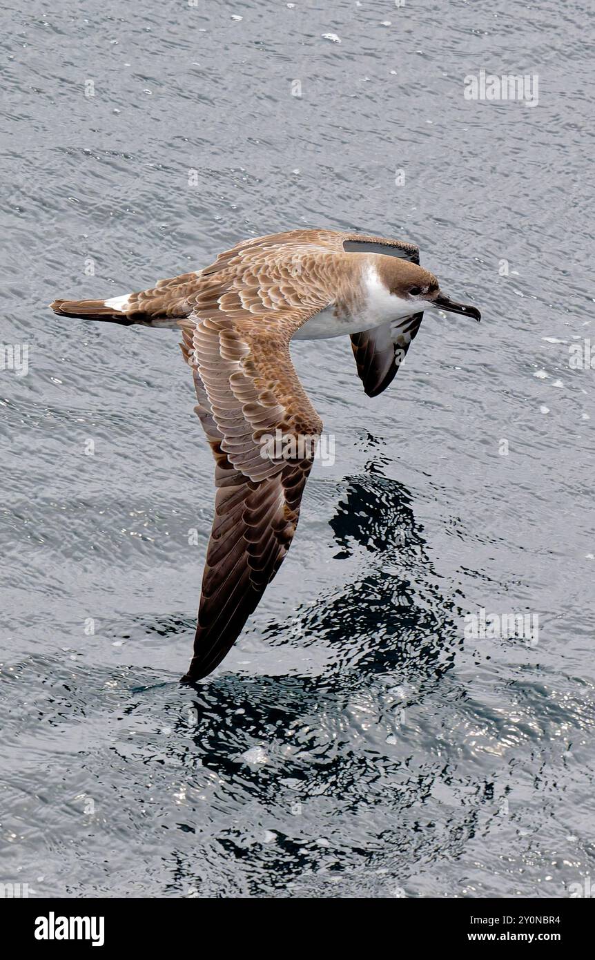 Shearwater north sea hi-res stock photography and images - Alamy