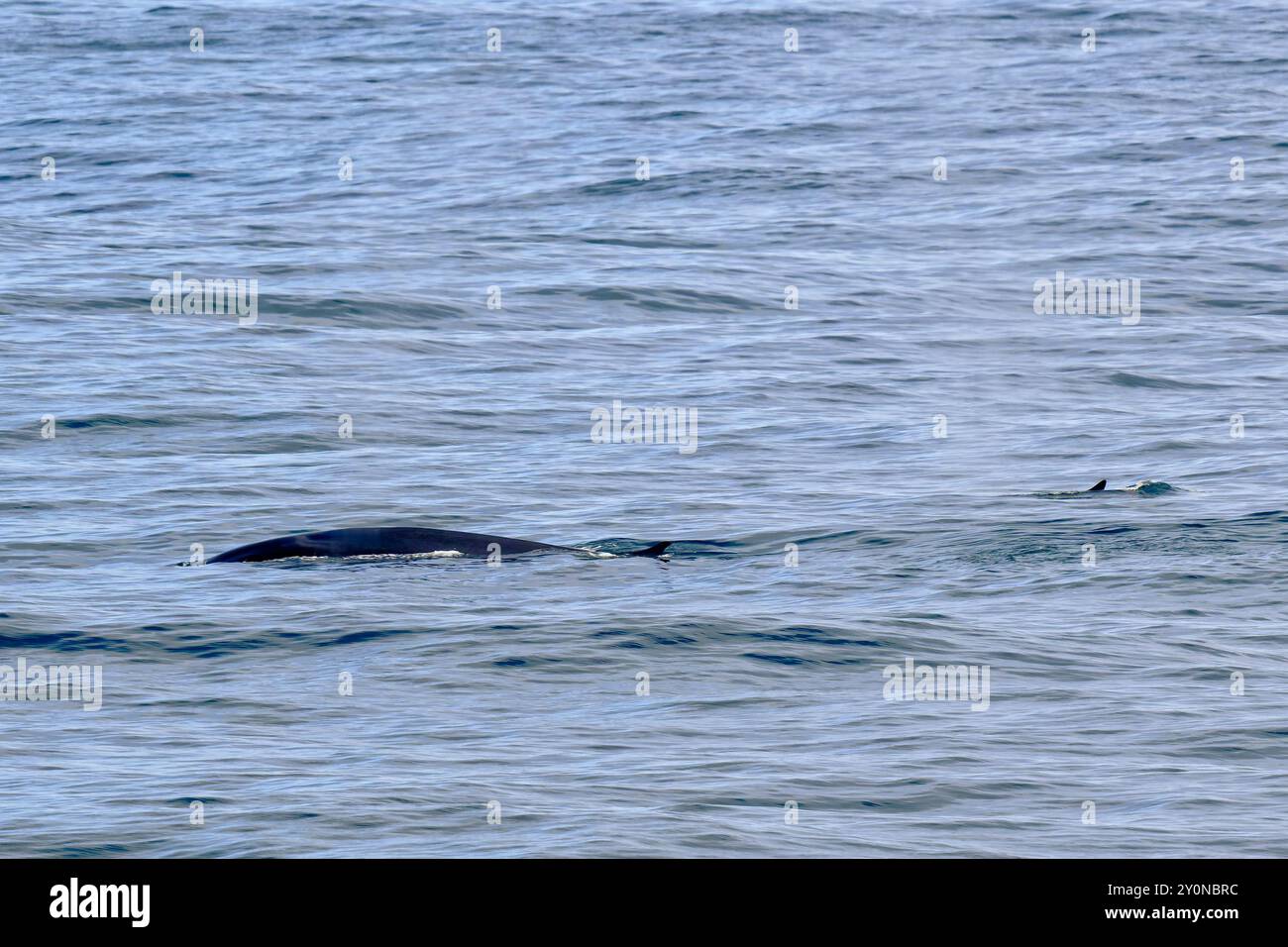 An endangered species, a blue whale Stock Photo - Alamy