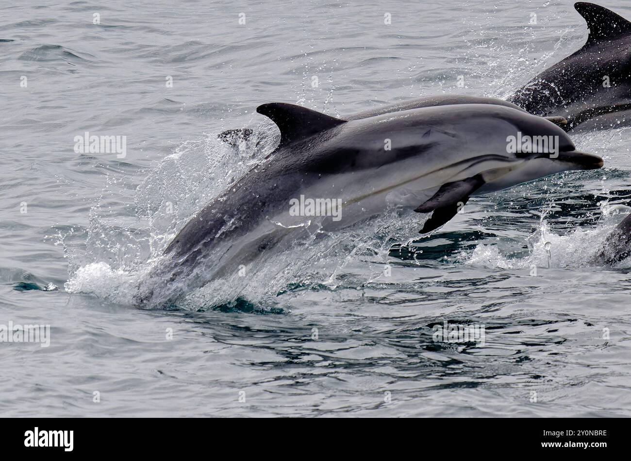 Atlantic white sided dolphins swimming hi-res stock photography and images - Alamy