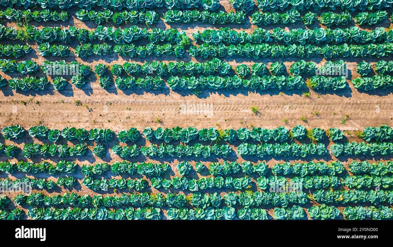 Aerial View of Lush Cabbage Field in Uniform Rows Stock Photo - Alamy