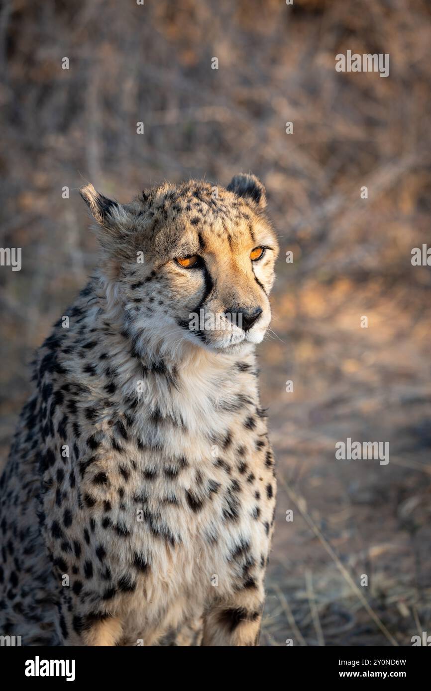 Close up portrait cat hi-res stock photography and images - Alamy