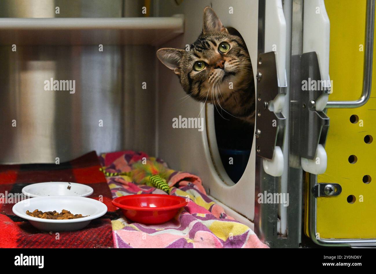 A cat named Johnny peeps out of his cage as he waits to be adopted ...